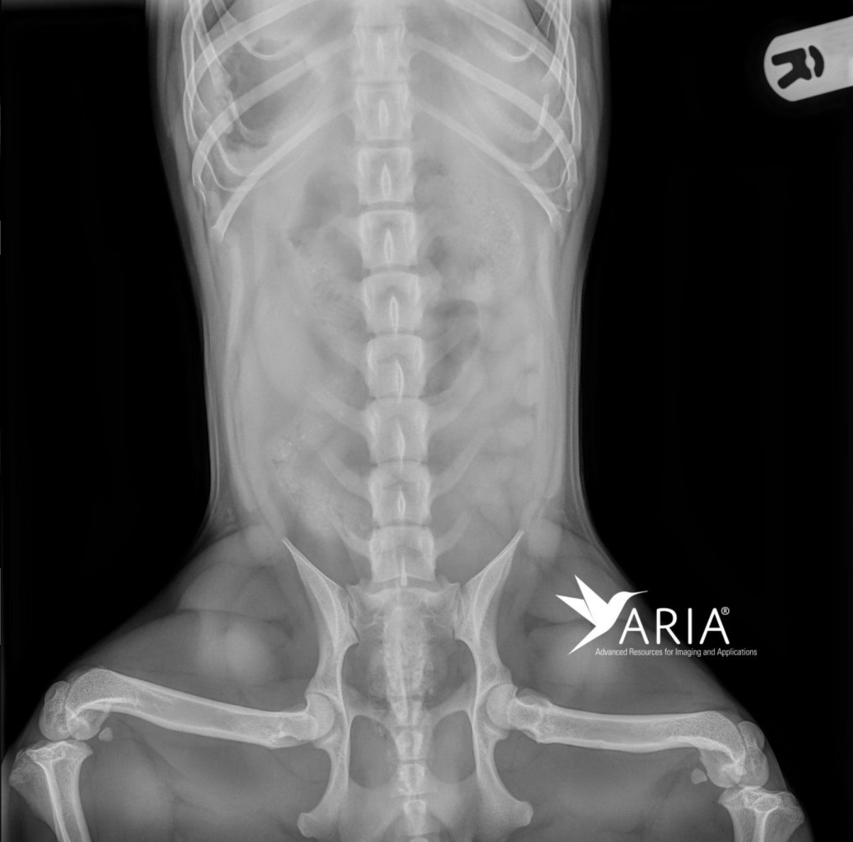 Radiologia digitale veterinaria: software acquisizione immagini